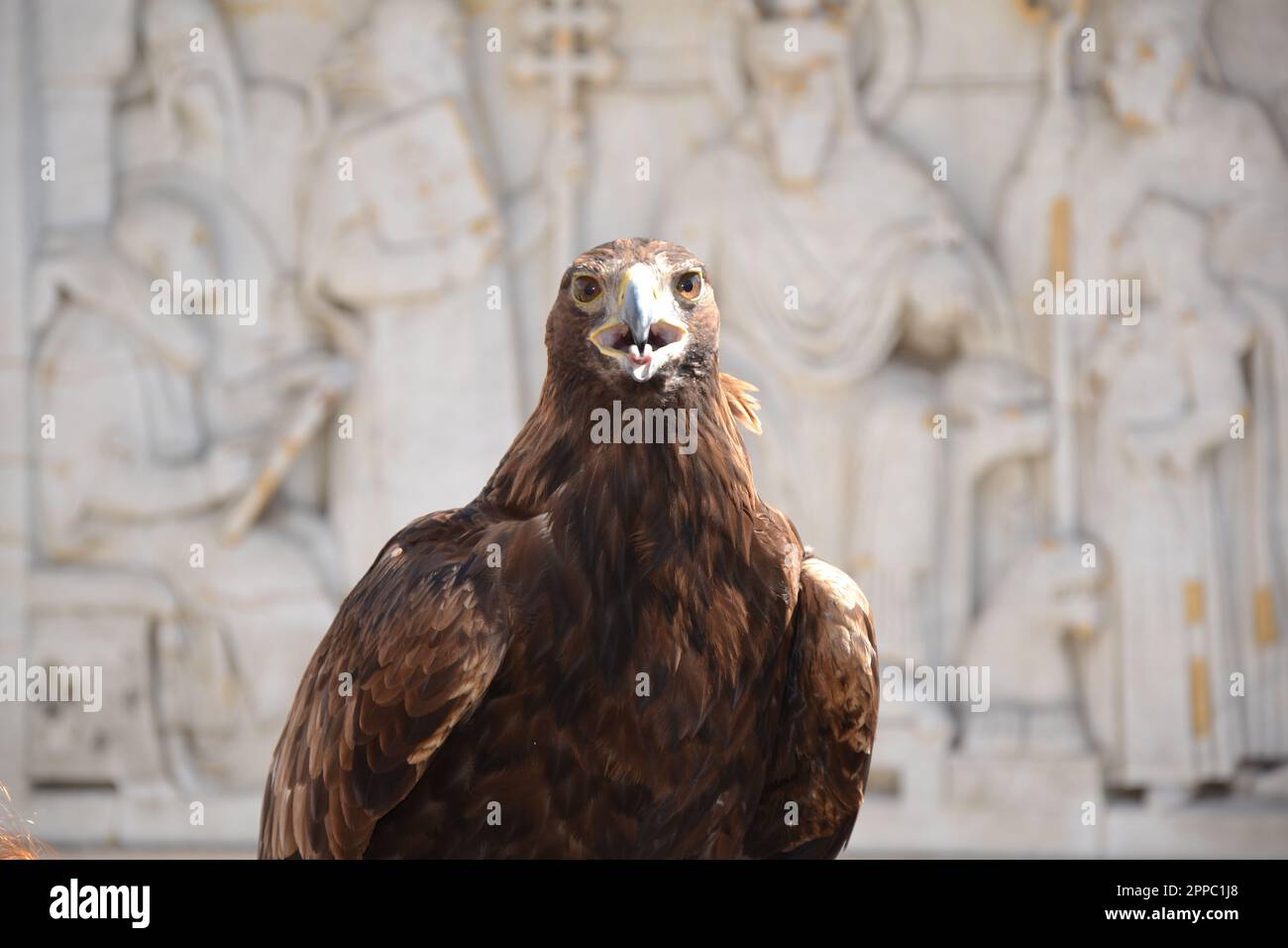 Nice portrait golden eagle on the white background Stock Photo - Alamy