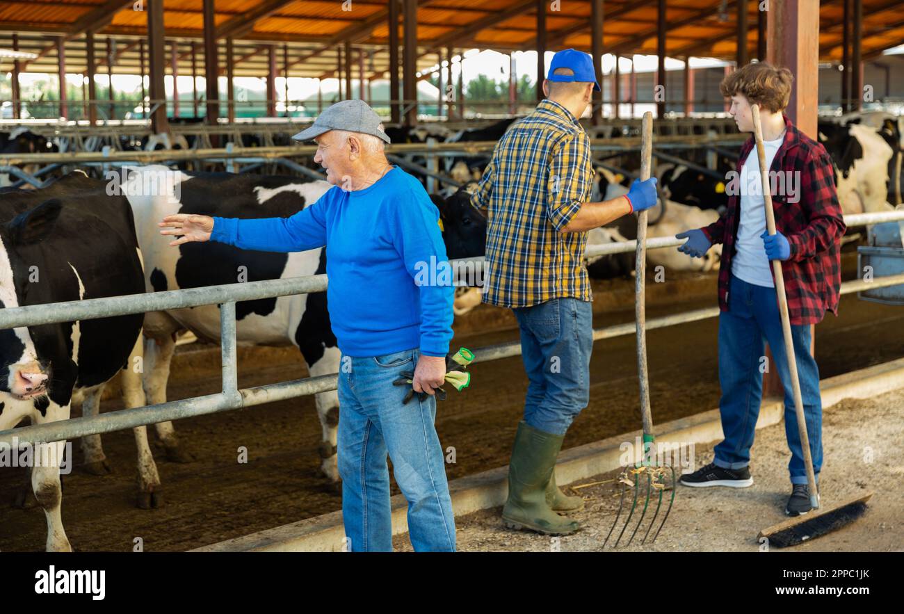 Three cows in stall hi-res stock photography and images - Alamy