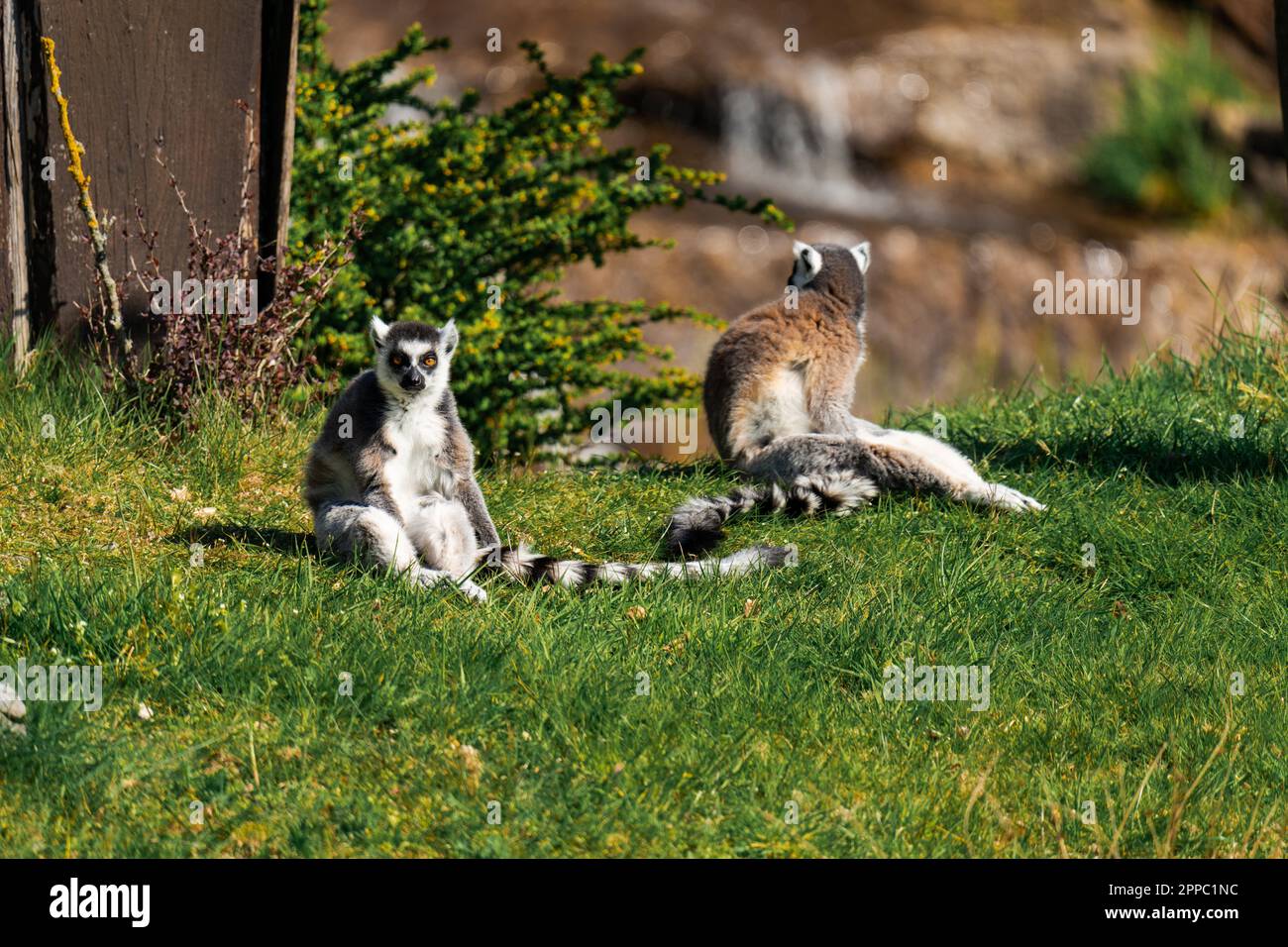 Two ring-tailed lemurs enjoying the sun Stock Photo - Alamy