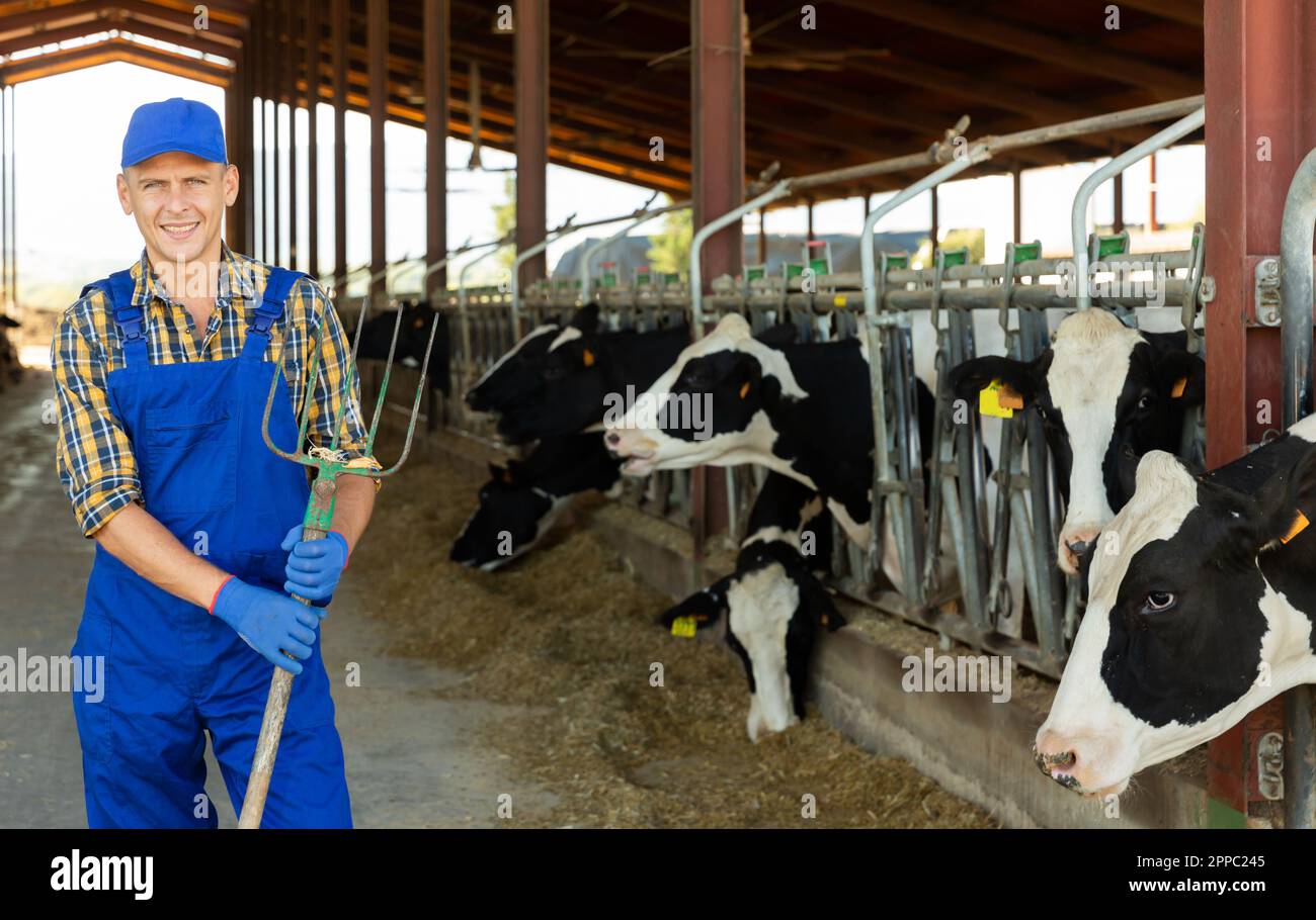Successful man dairy farm owner standing in stall with cows Stock Photo ...