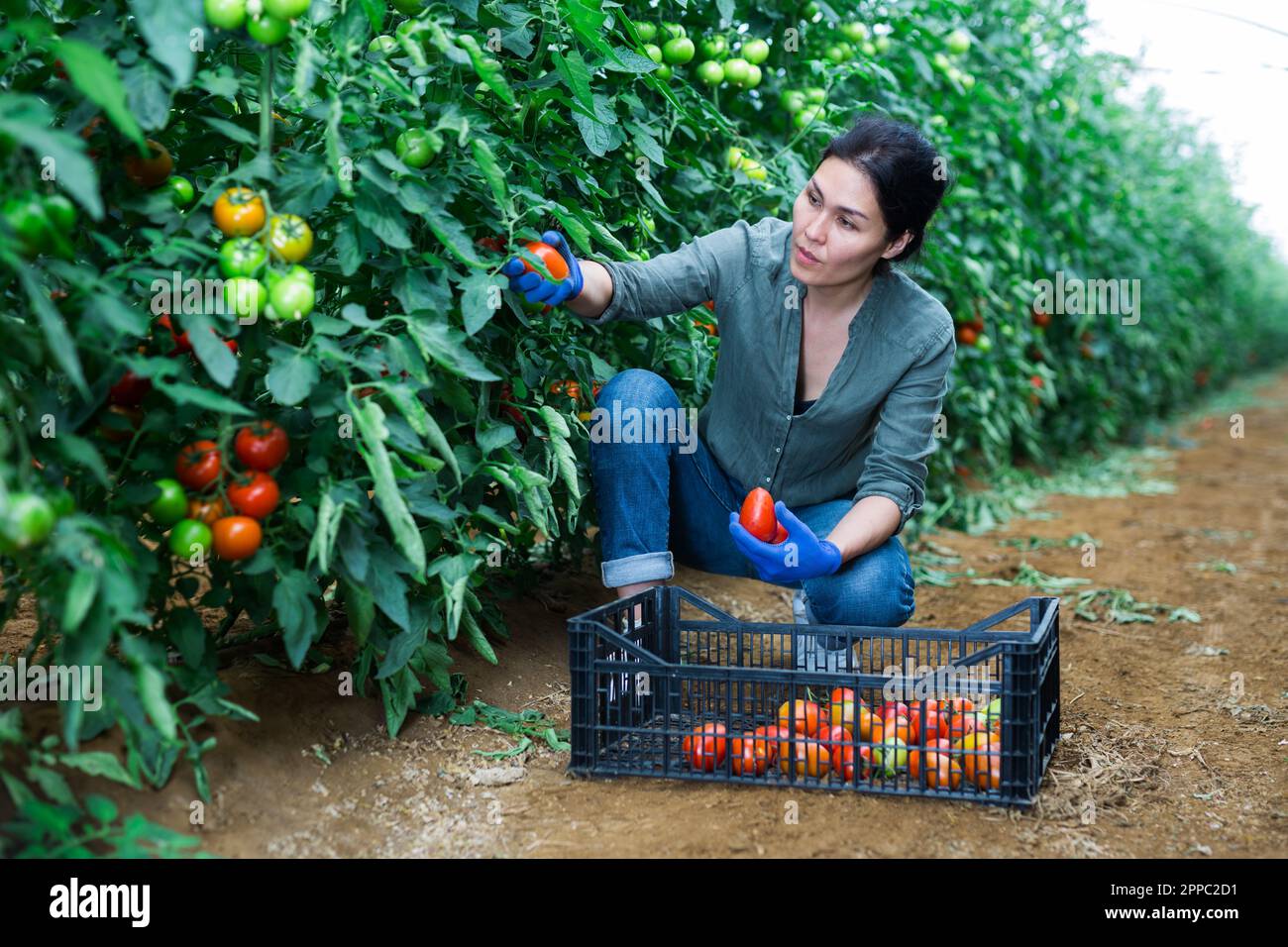 Woman picking tomatoes Stock Photo - Alamy