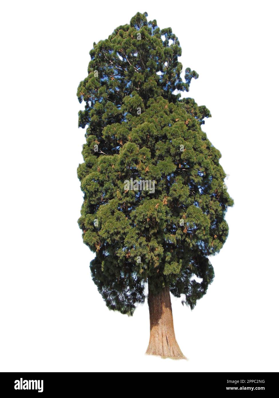 Sequoia gigantea tree in the village of Ardusat in Maramures county ...