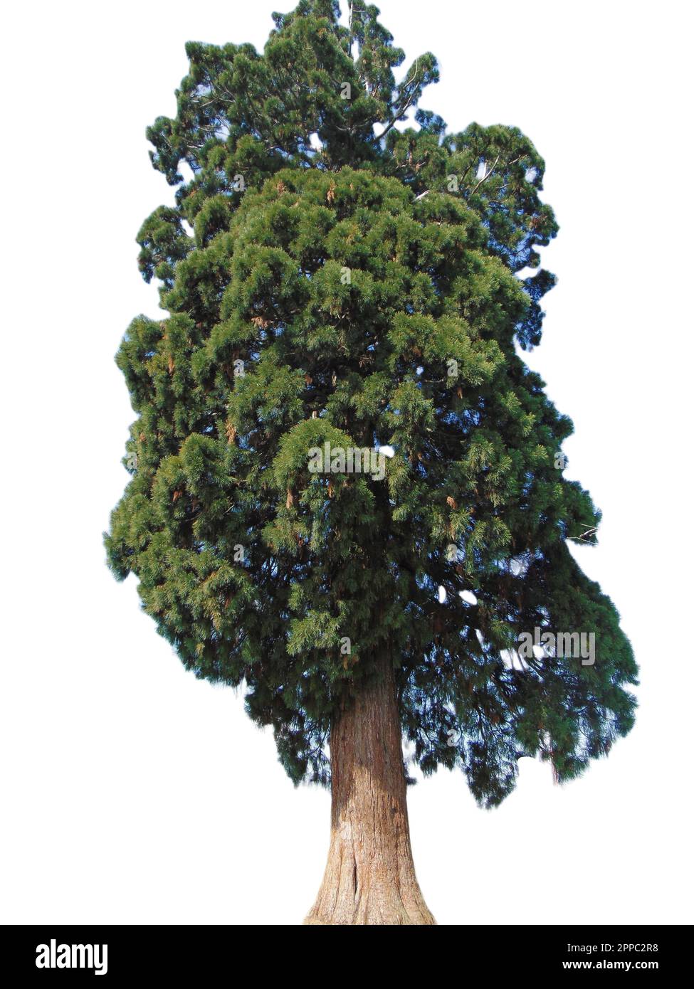 Sequoia gigantea tree in the village of Ardusat in Maramures county ...