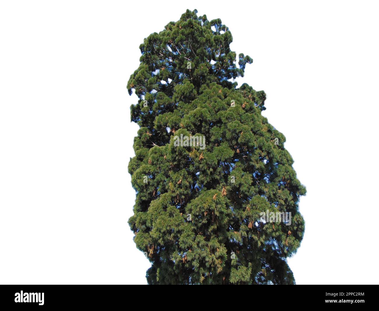 Sequoia gigantea tree in the village of Ardusat in Maramures county ...