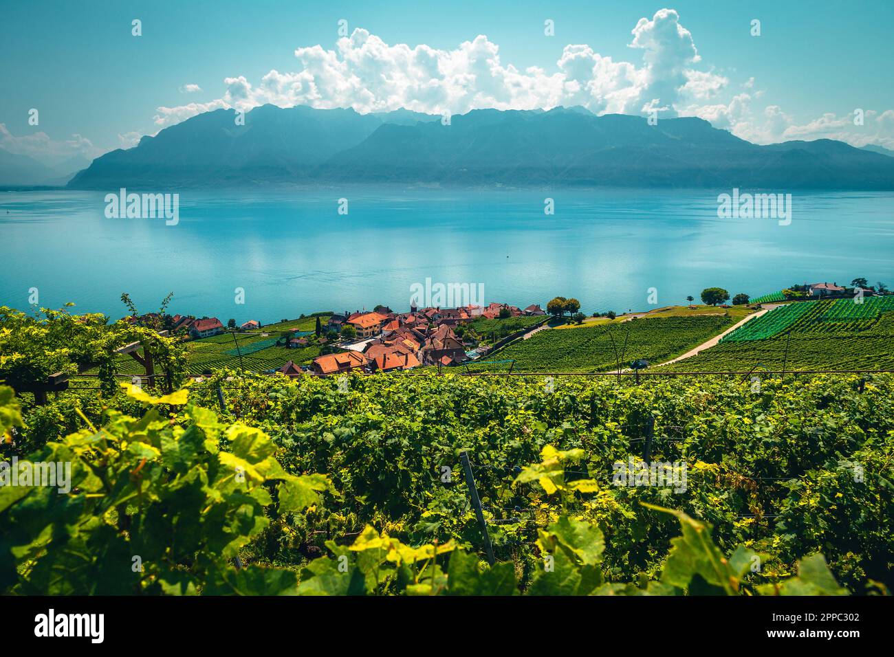 Spectacular orderly terraced vineyard and Lake Geneva in background ...