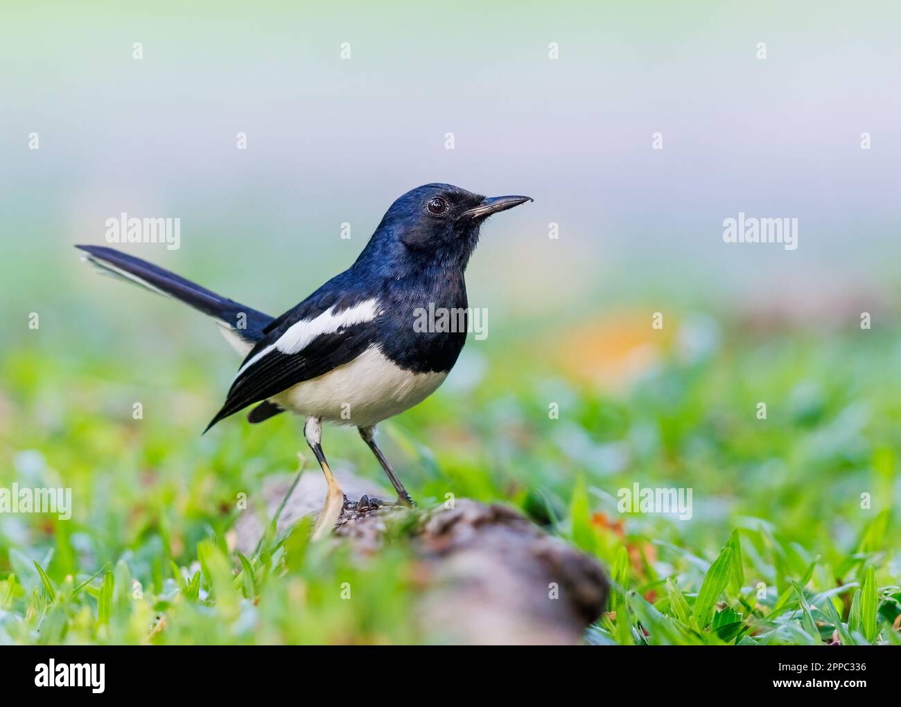 Oriental bird tree hi-res stock photography and images - Alamy