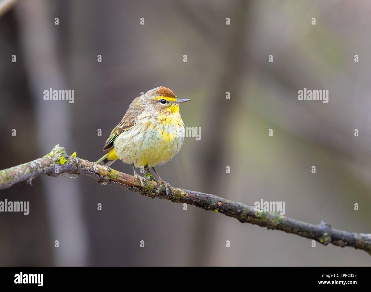Plam branches hi-res stock photography and images - Alamy
