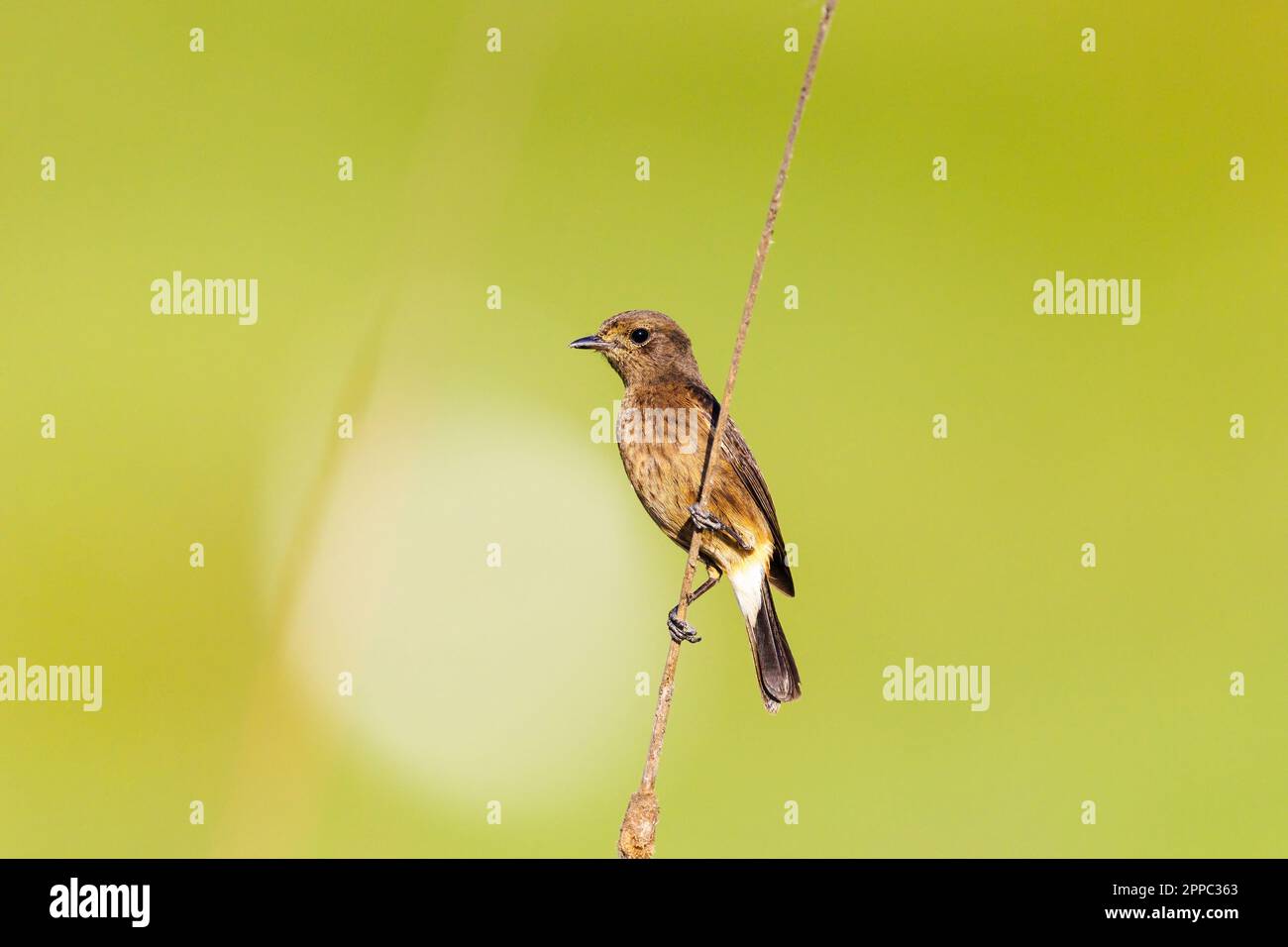 Buschat hi-res stock photography and images - Alamy