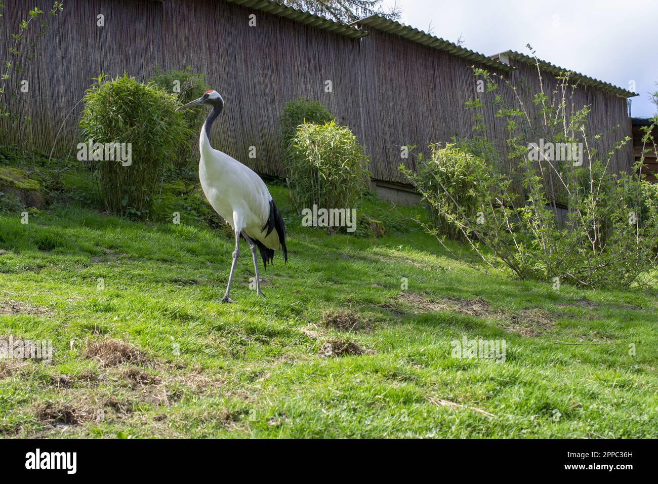 Red crowned crane china hi-res stock photography and images - Alamy