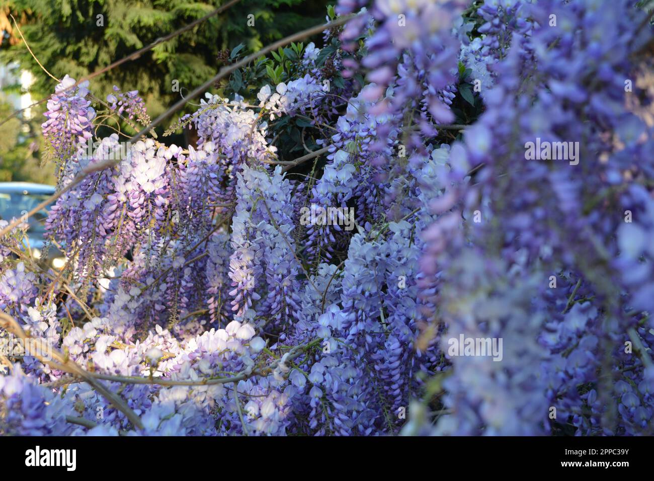 spring in Turkey Stock Photo - Alamy