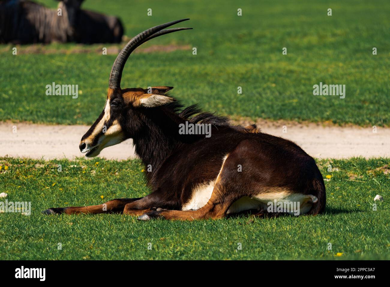 The sable antelope (Hippotragus niger) laying on the grass on a sunny ...