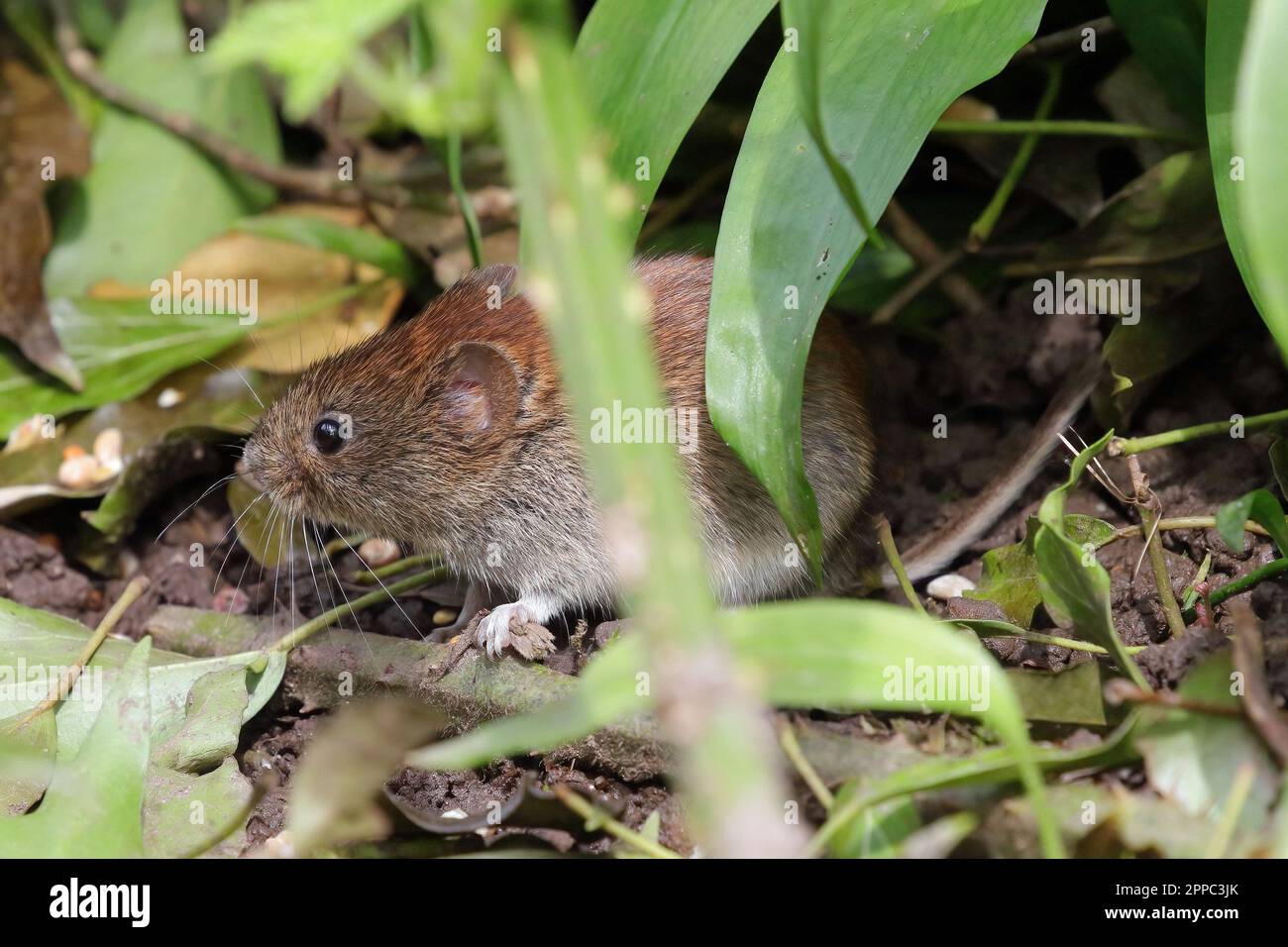 Bank Vole (Myodes Glareolus Stock Photo - Alamy