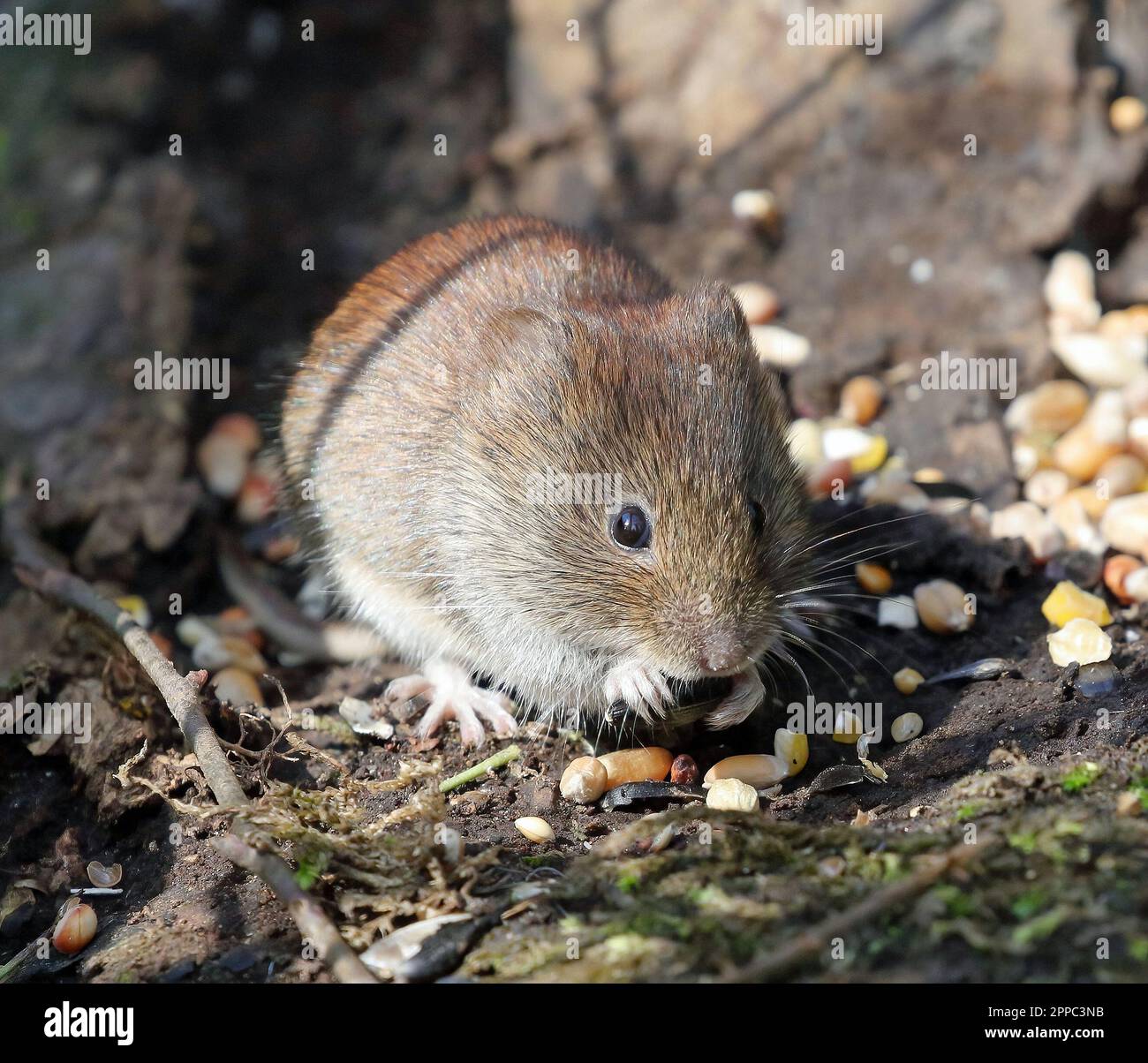 Bank Vole (Myodes Glareolus Stock Photo - Alamy
