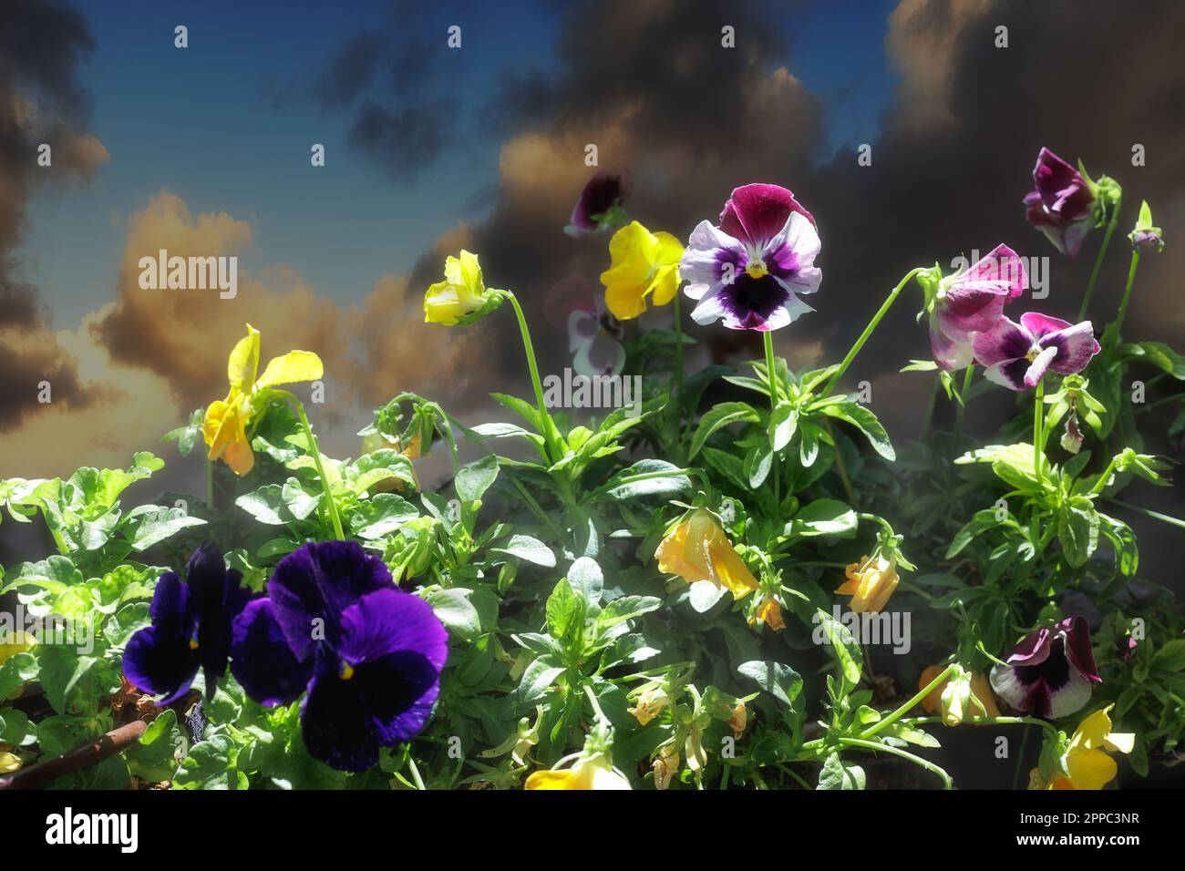 Flowering Viola plants of different varieties Stock Photo - Alamy