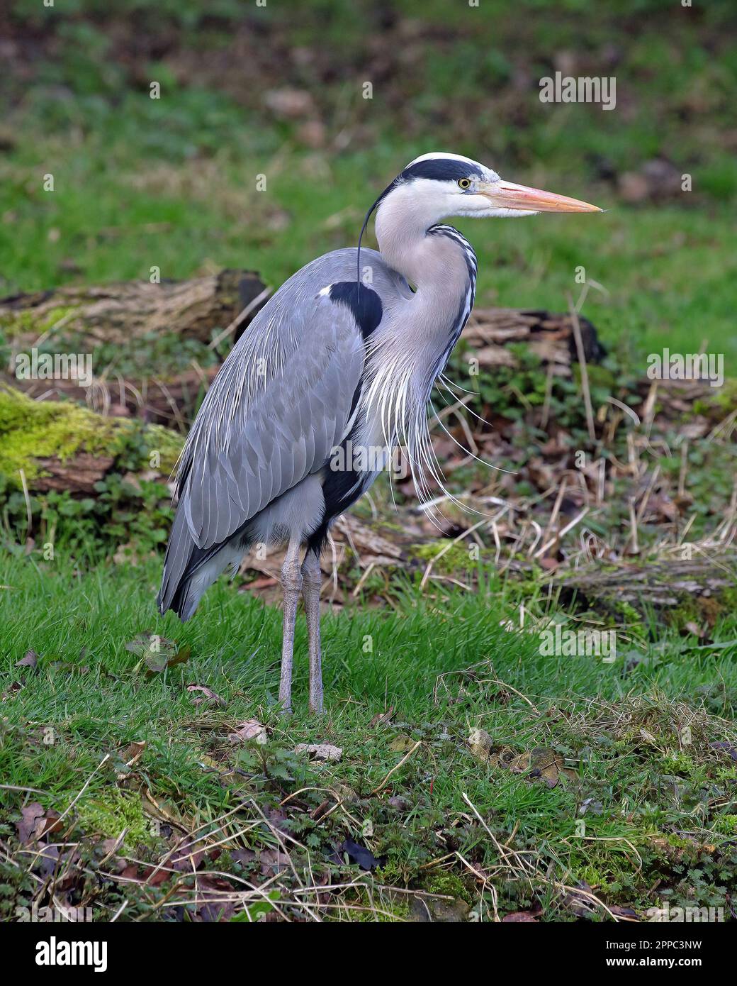 English birdlife hi-res stock photography and images - Alamy