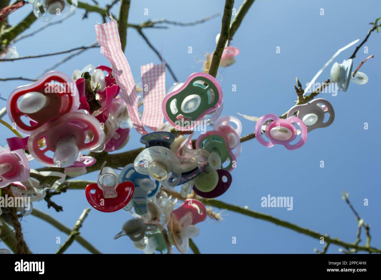 Pacifiers are hanging on the tree Stock Photo - Alamy