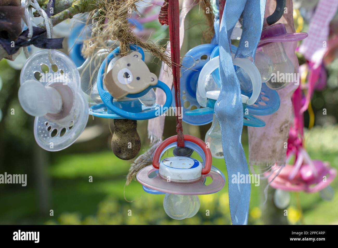 Pacifiers are hanging on the tree Stock Photo - Alamy