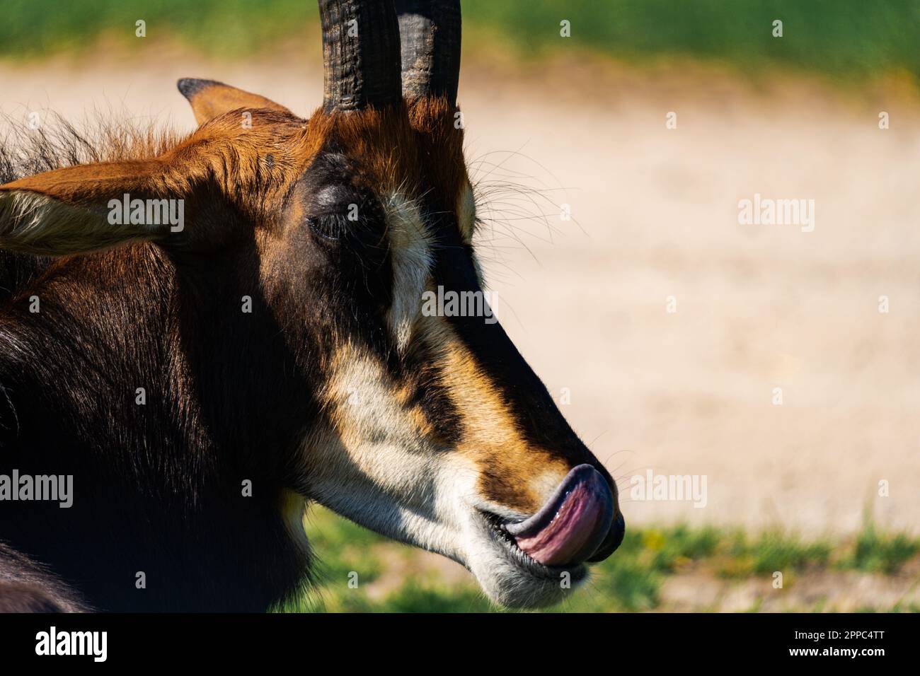 Close-up of the sable antelope (Hippotragus niger) on a sunny day Stock ...