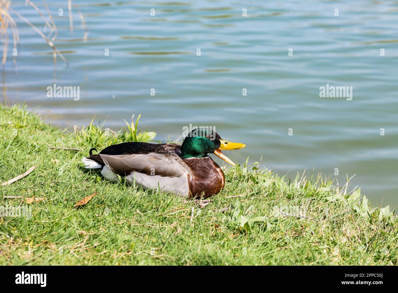 Mallard male duck on shore hi-res stock photography and images - Alamy