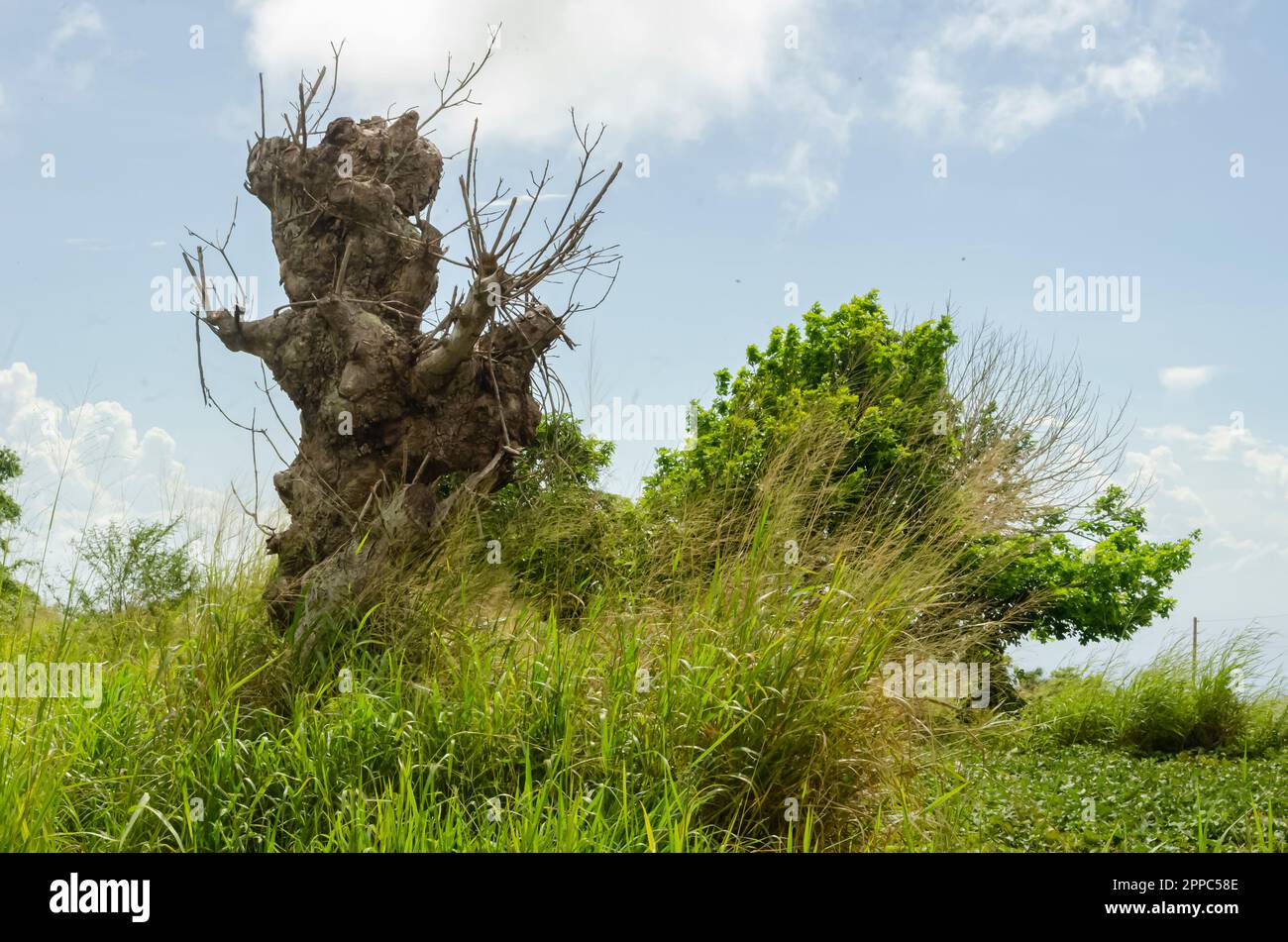 a large dead tree with small branches pointing in diverse direction ...