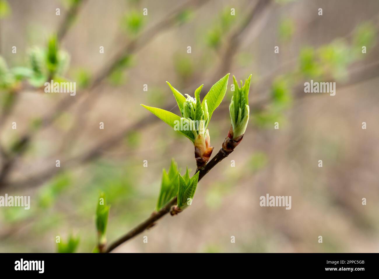 Green spring leaves, fresh buds on twigs in springtime beginning Stock ...