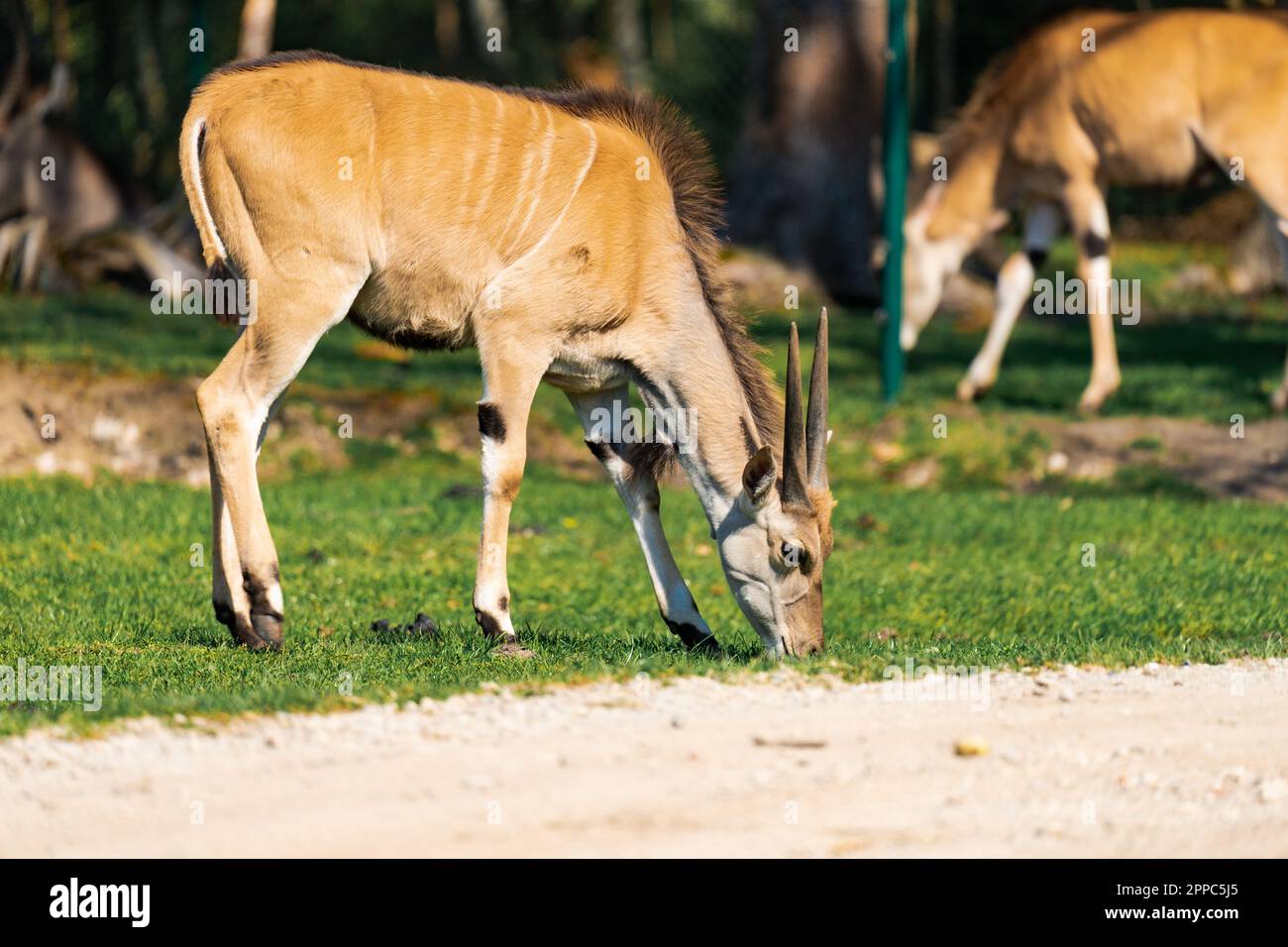 The common eland (Taurotragus oryx), also known as the southern eland ...