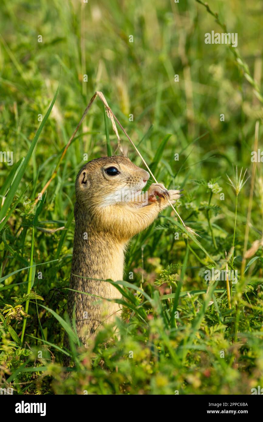 Souslik, European ground squirrel, (Spermophilus citellus) among its ...