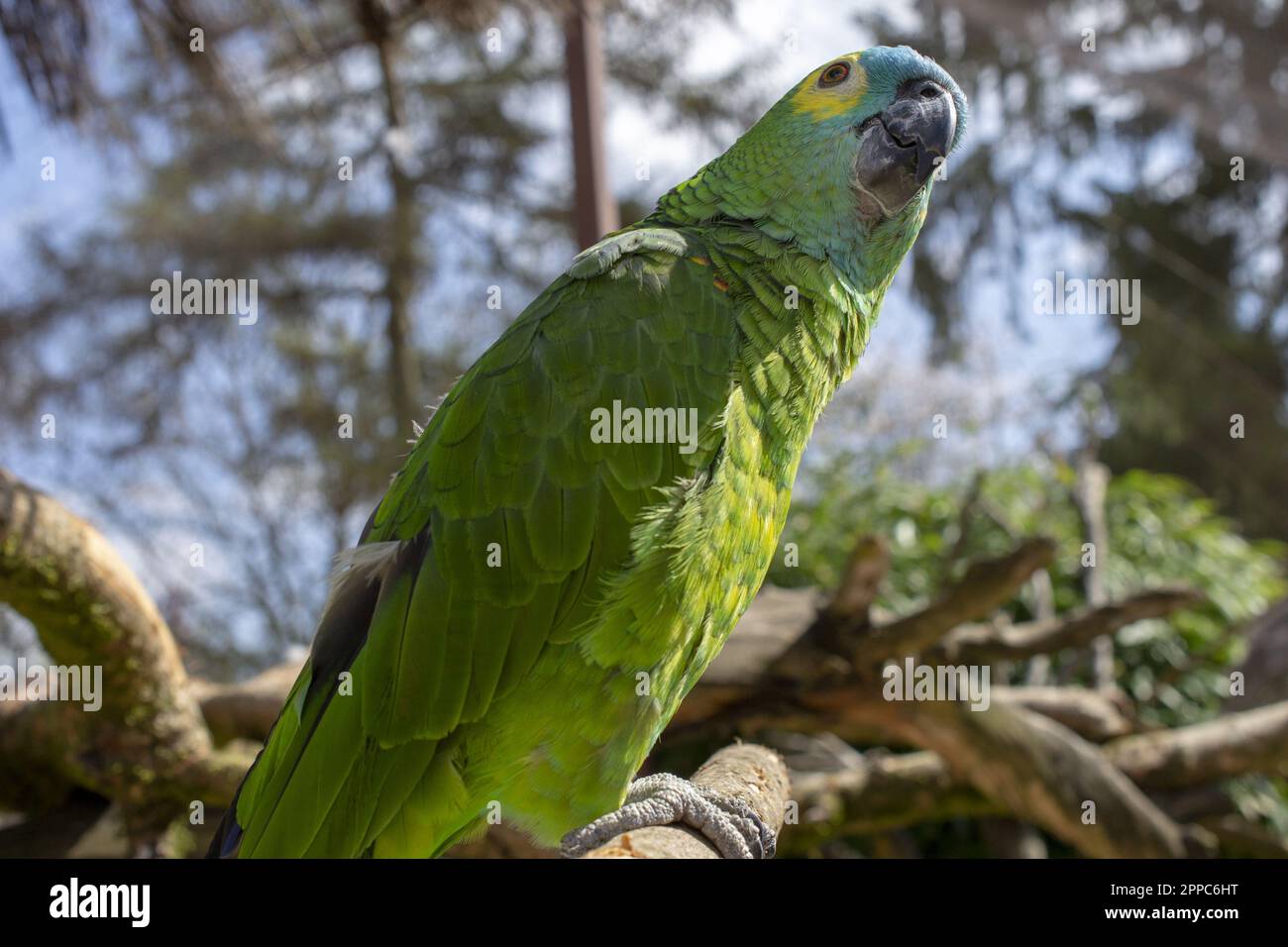 Blue-fronted parrot, Amazona aestiva, Isolated on white. High quality ...