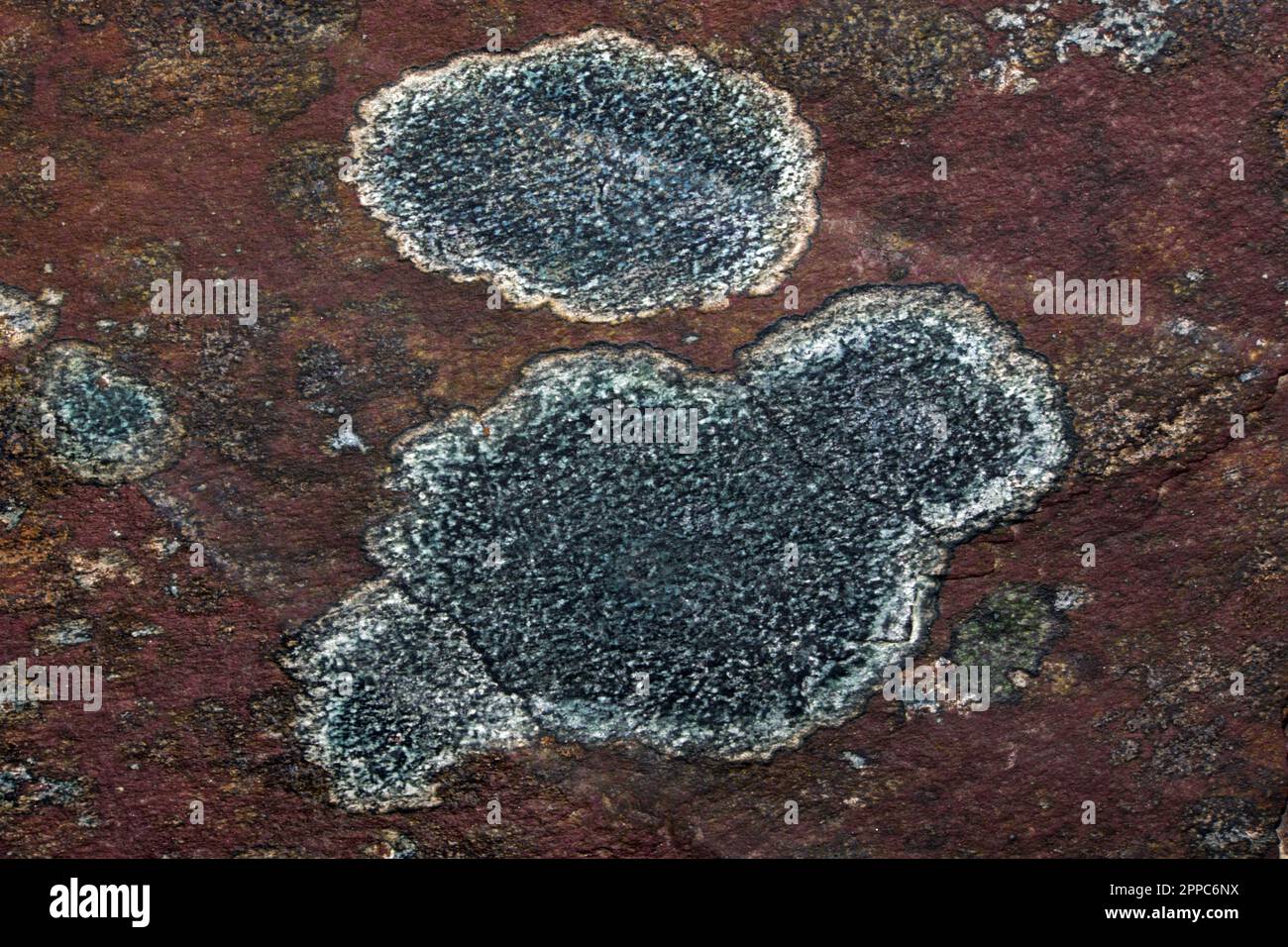 Buellia aethalea is a crustose lichen found on acidic rock. The ...