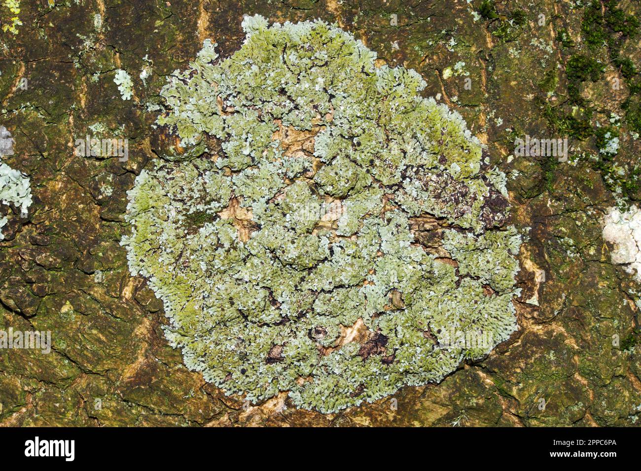 Lichen with global distribution hi-res stock photography and images - Alamy