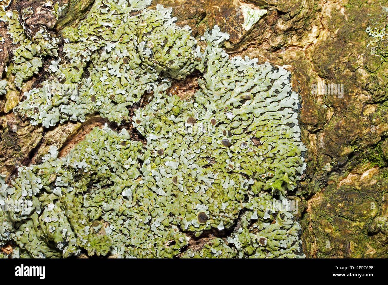 Physconia distorta is foliose lichen widespread on nutrient-rich trees ...