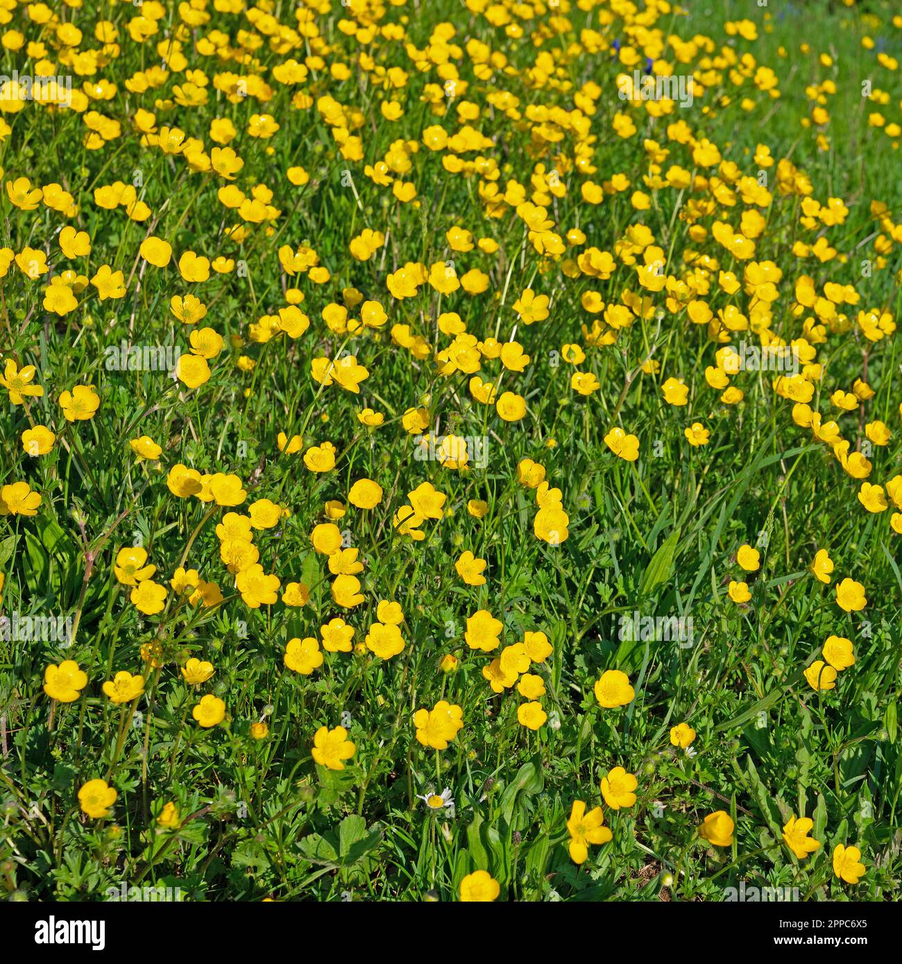 Sharp buttercups hi-res stock photography and images - Alamy