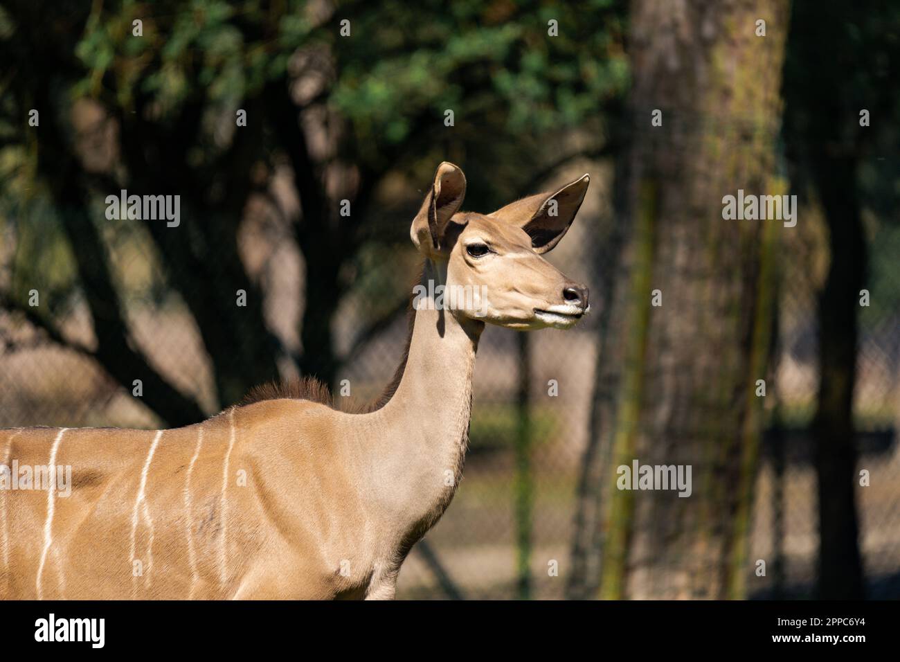 Kudu head silhouette hi-res stock photography and images - Alamy