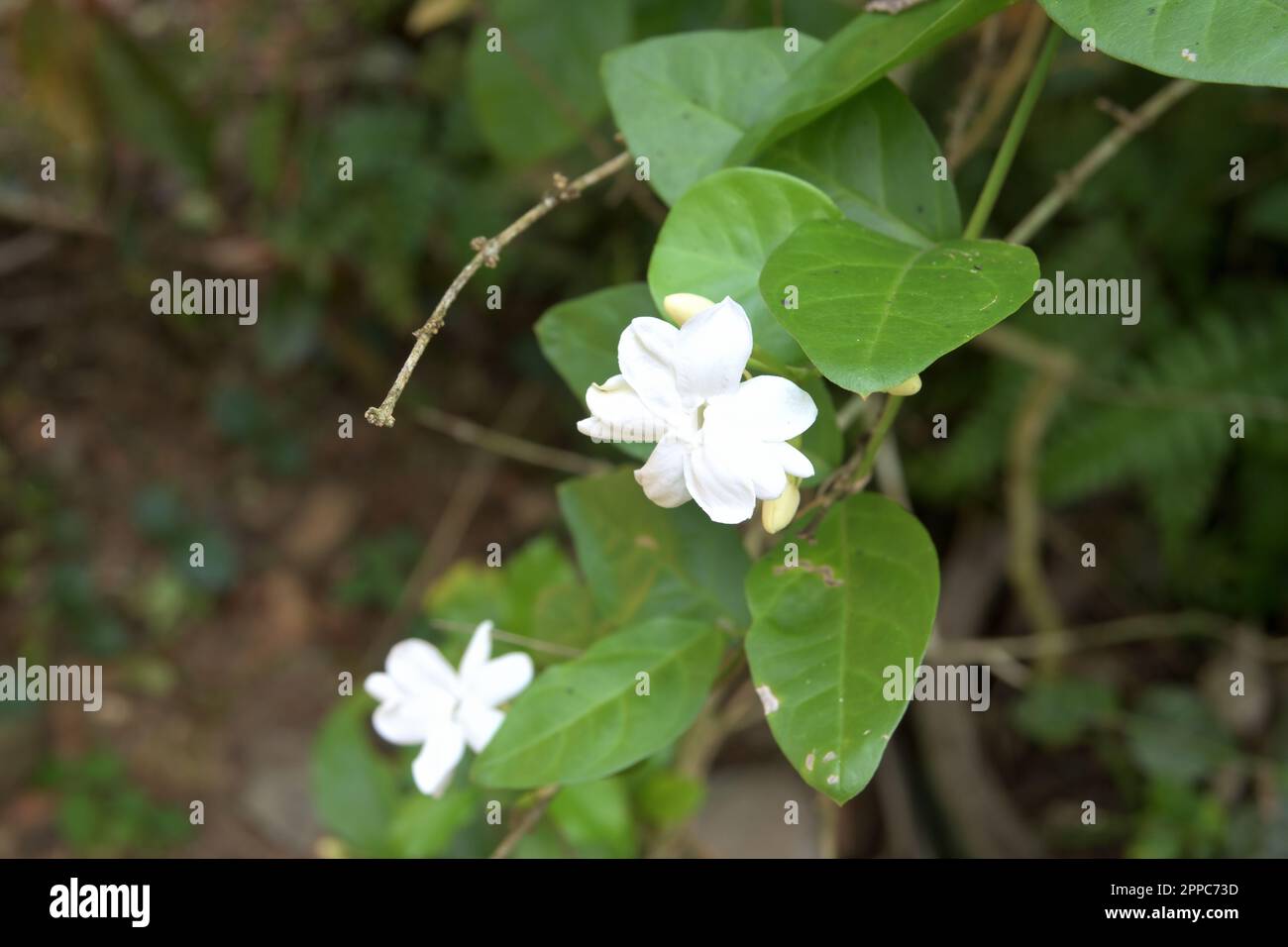 Saman Pichcha Flower