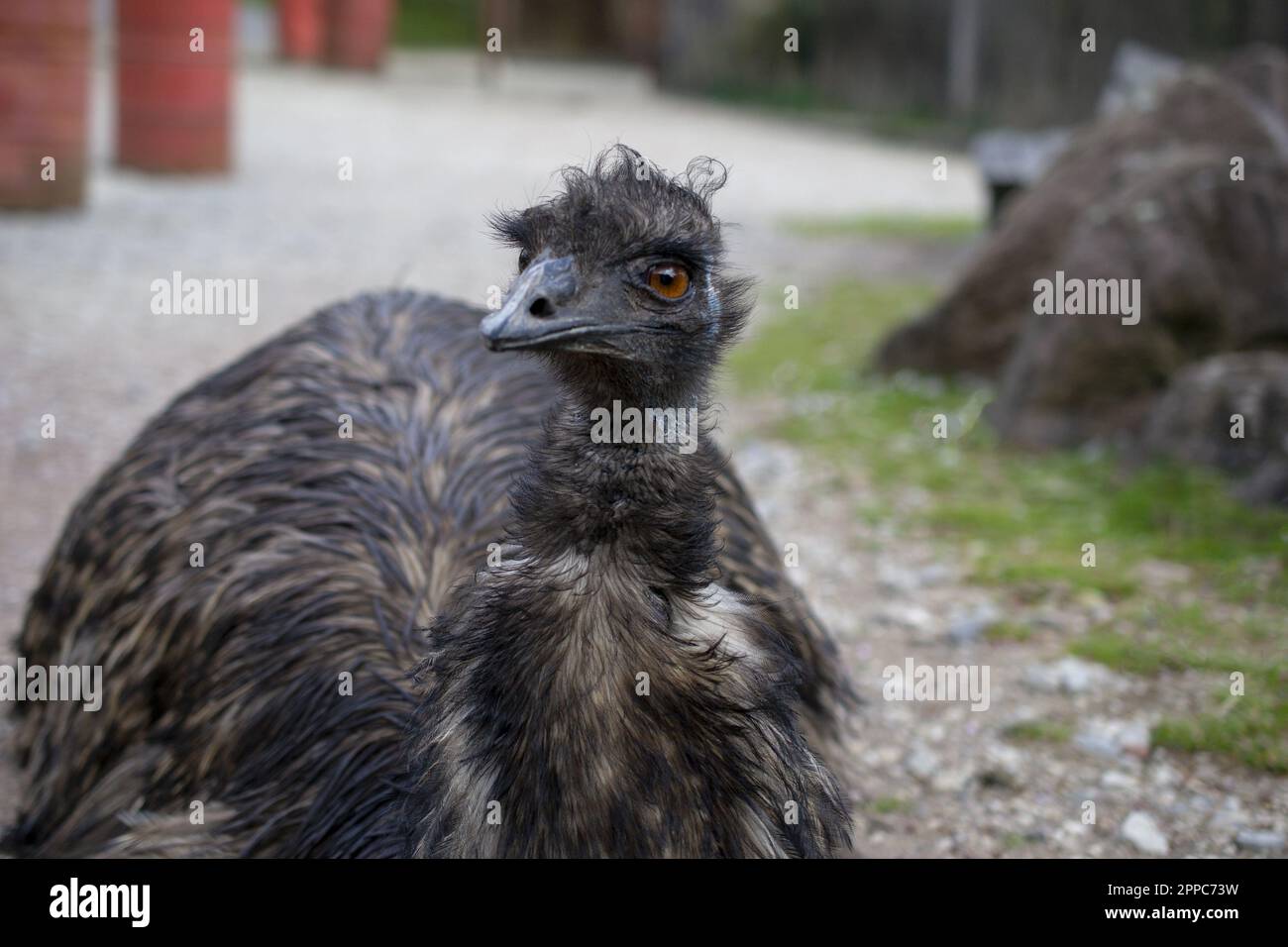 The emu. Dromaius novaehollandiae bird in the meadow, endemic animal in ...