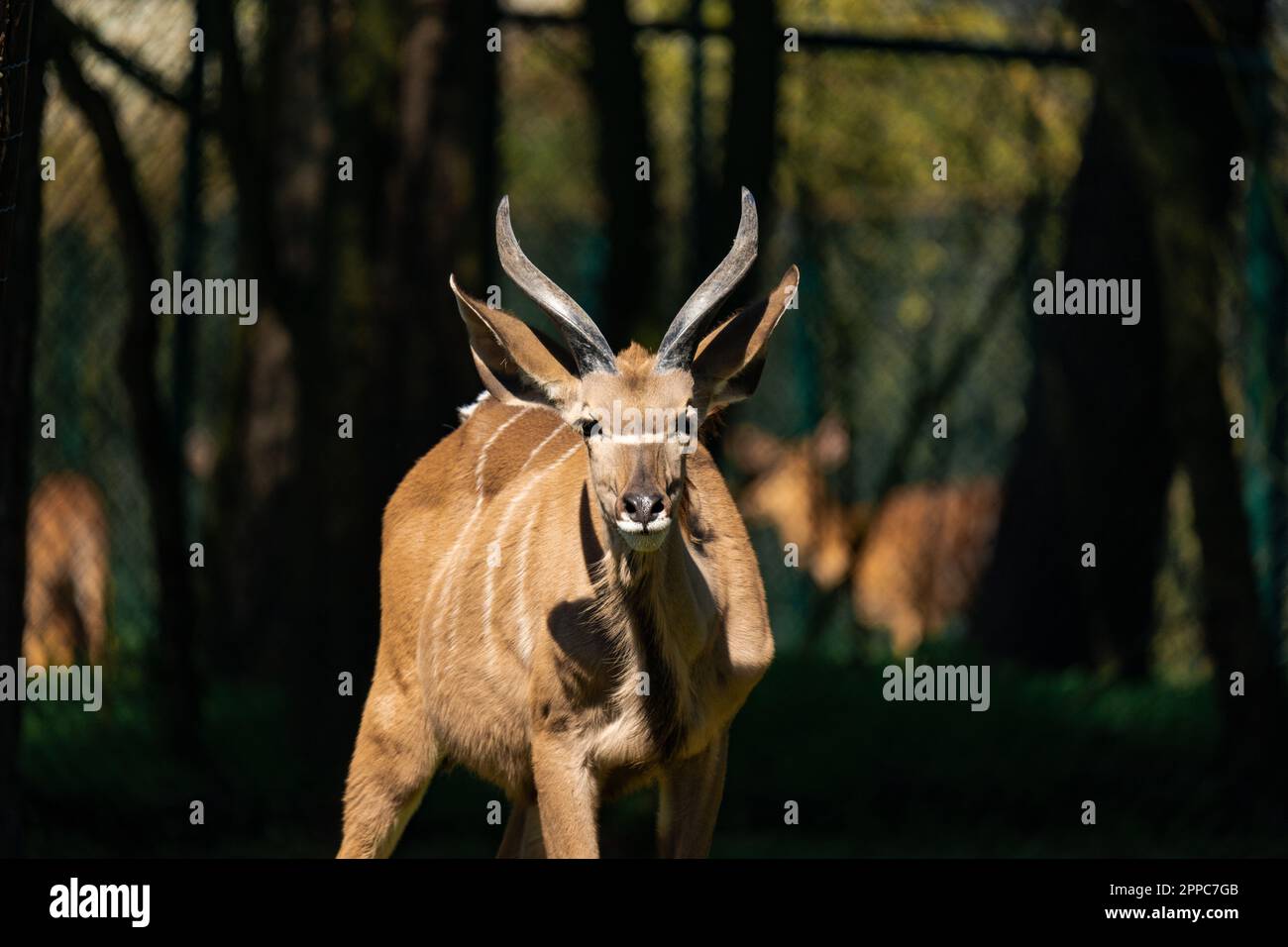 Kudu head silhouette hi-res stock photography and images - Alamy