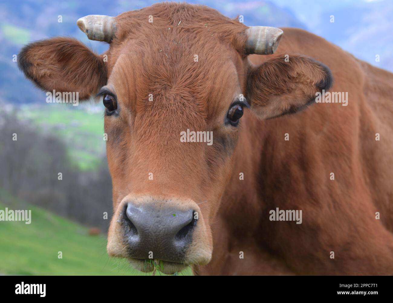 portrait of a pretty young brown cow in alpine pasture Stock Photo - Alamy