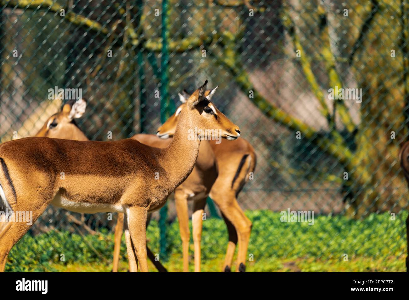 Rooibok hi-res stock photography and images - Alamy