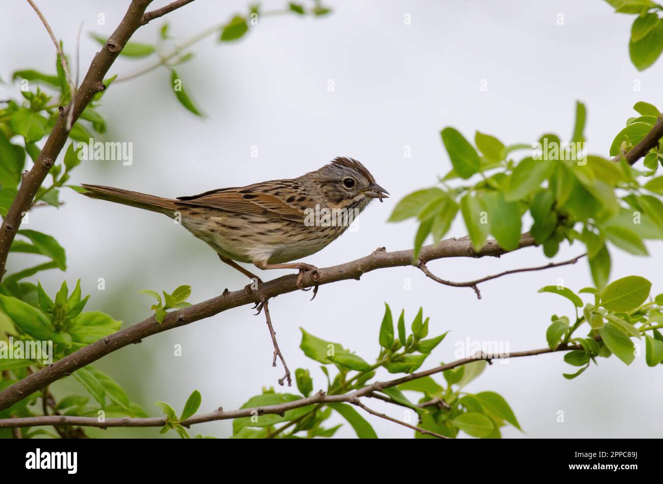 Lincoln's Sparrow, Melospiza lincolnii Stock Photo - Alamy