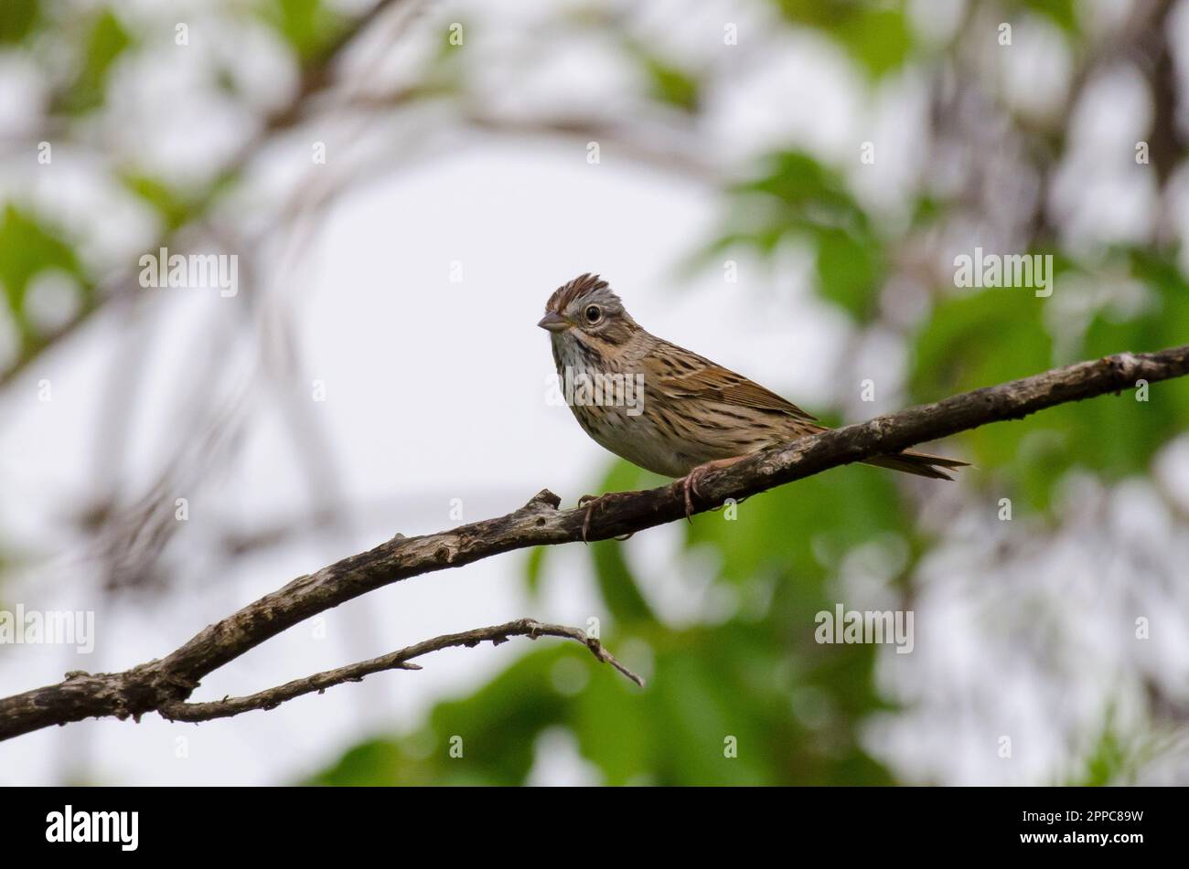 A lincolns sparrow hi-res stock photography and images - Alamy