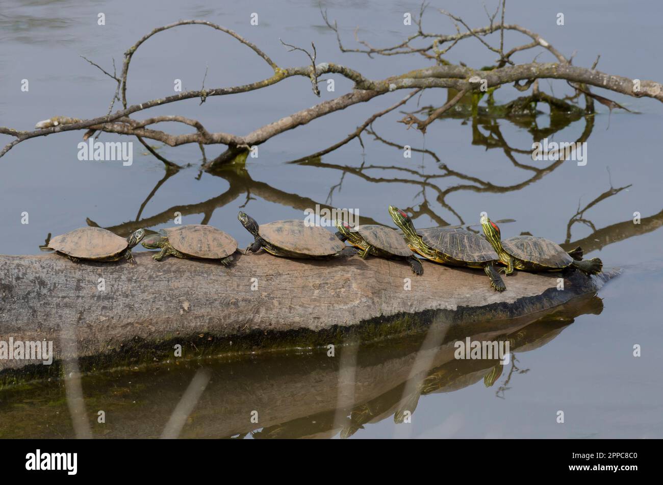 Shoreline cooters hi-res stock photography and images - Alamy