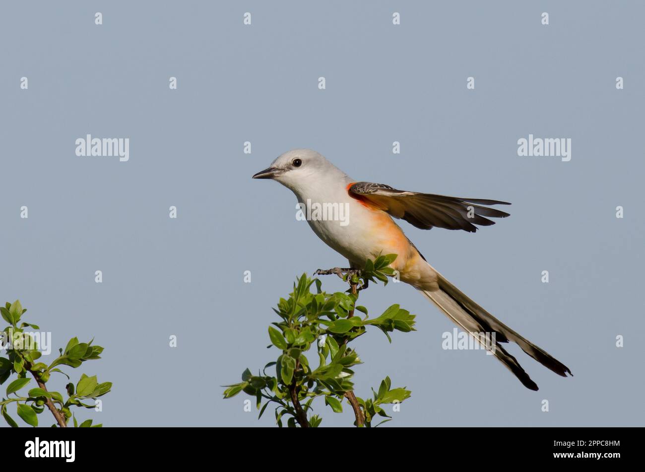 Folding wings hi-res stock photography and images - Alamy