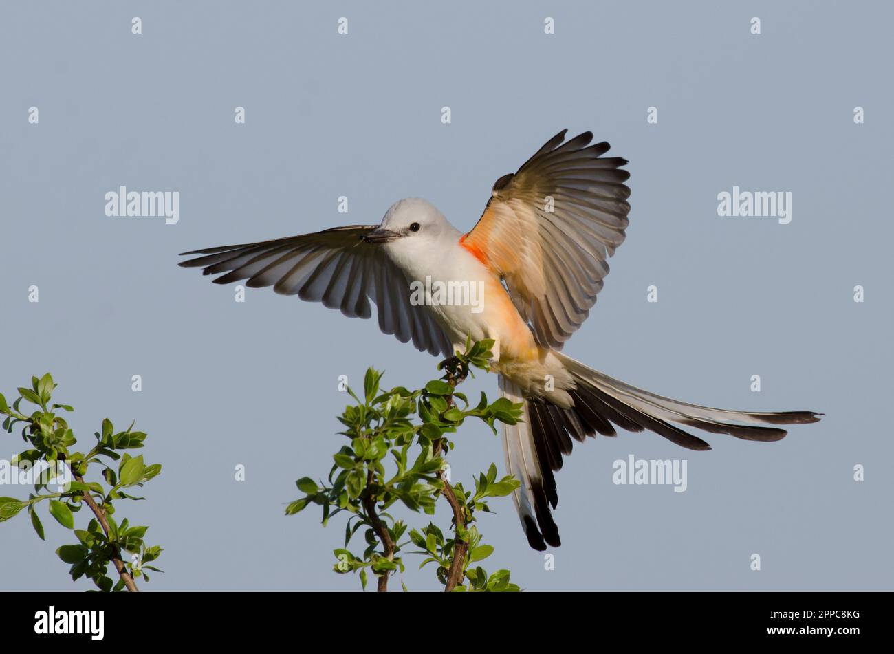 Scissor-tailed Flycatcher, Tyrannus forficatus, landing with prey Stock ...