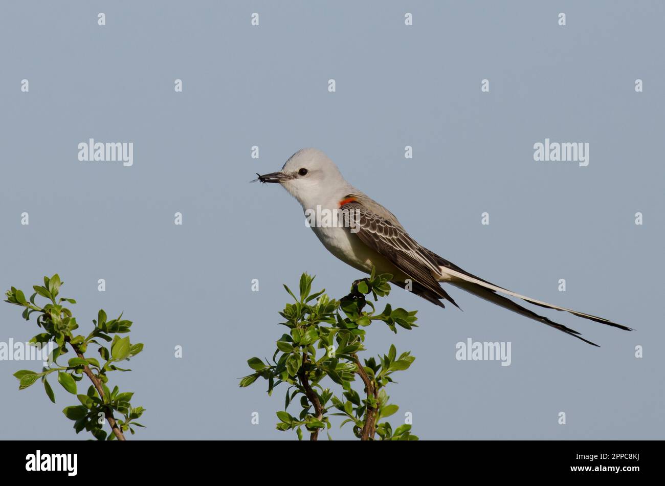 Scissor-tailed Flycatcher, Tyrannus forficatus, with prey Stock Photo ...