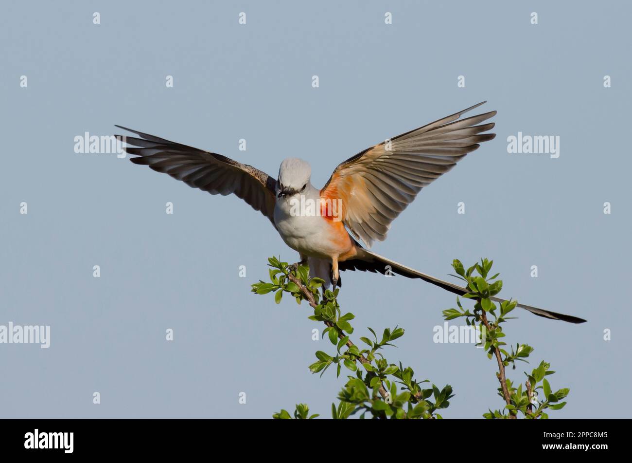 Scissor-tailed Flycatcher, Tyrannus forficatus, landing with prey Stock ...