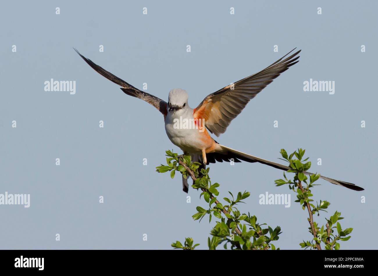 Scissor-tailed Flycatcher, Tyrannus forficatus, landing with prey Stock ...