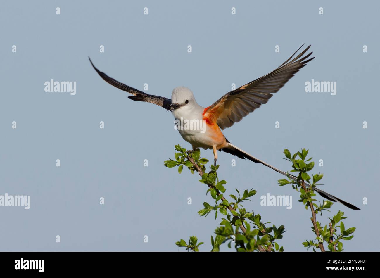 Scissor-tailed Flycatcher, Tyrannus forficatus, landing with prey Stock ...