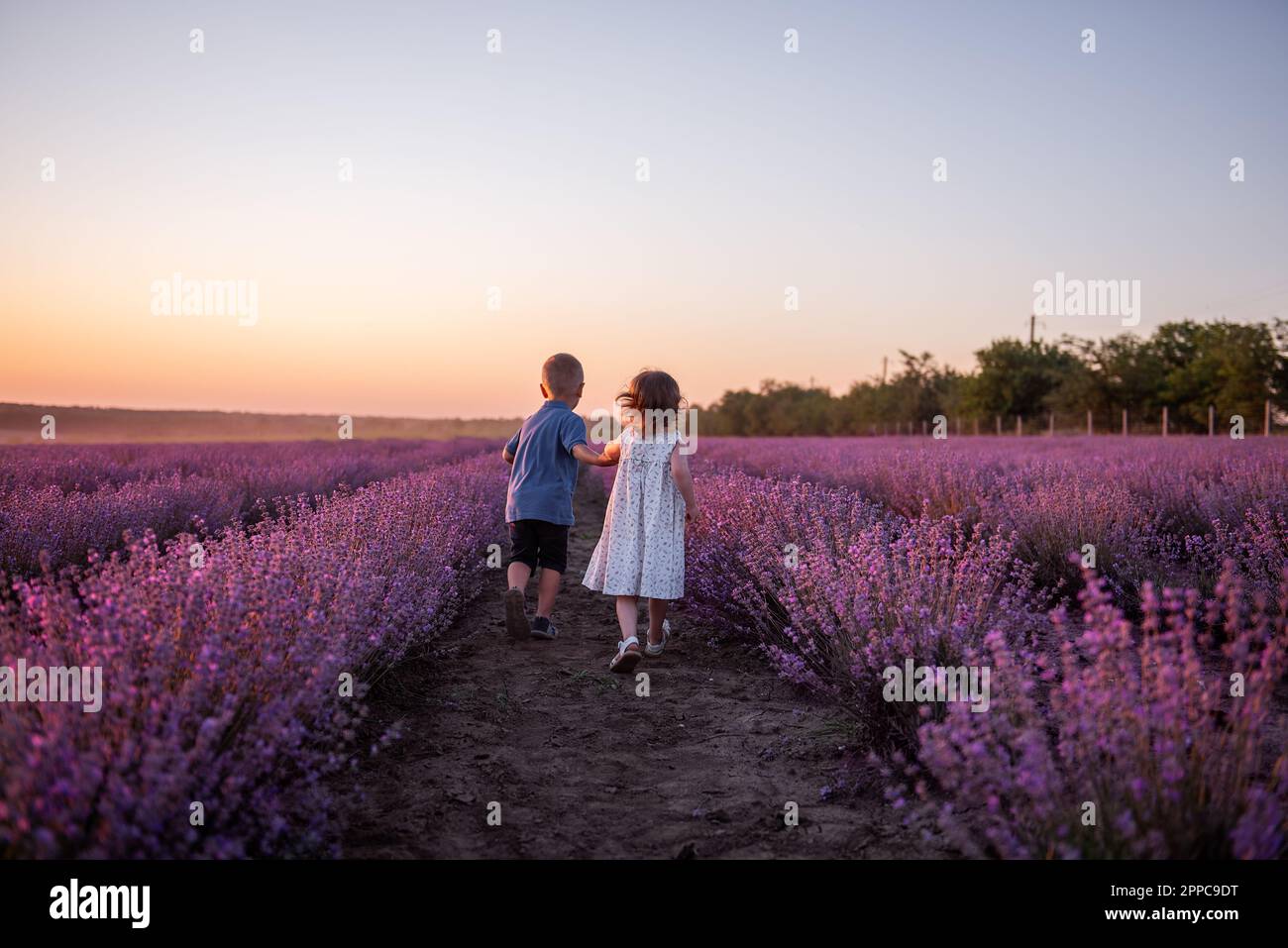 Playful cute boy girl are playing in rows of lavender purple field at ...