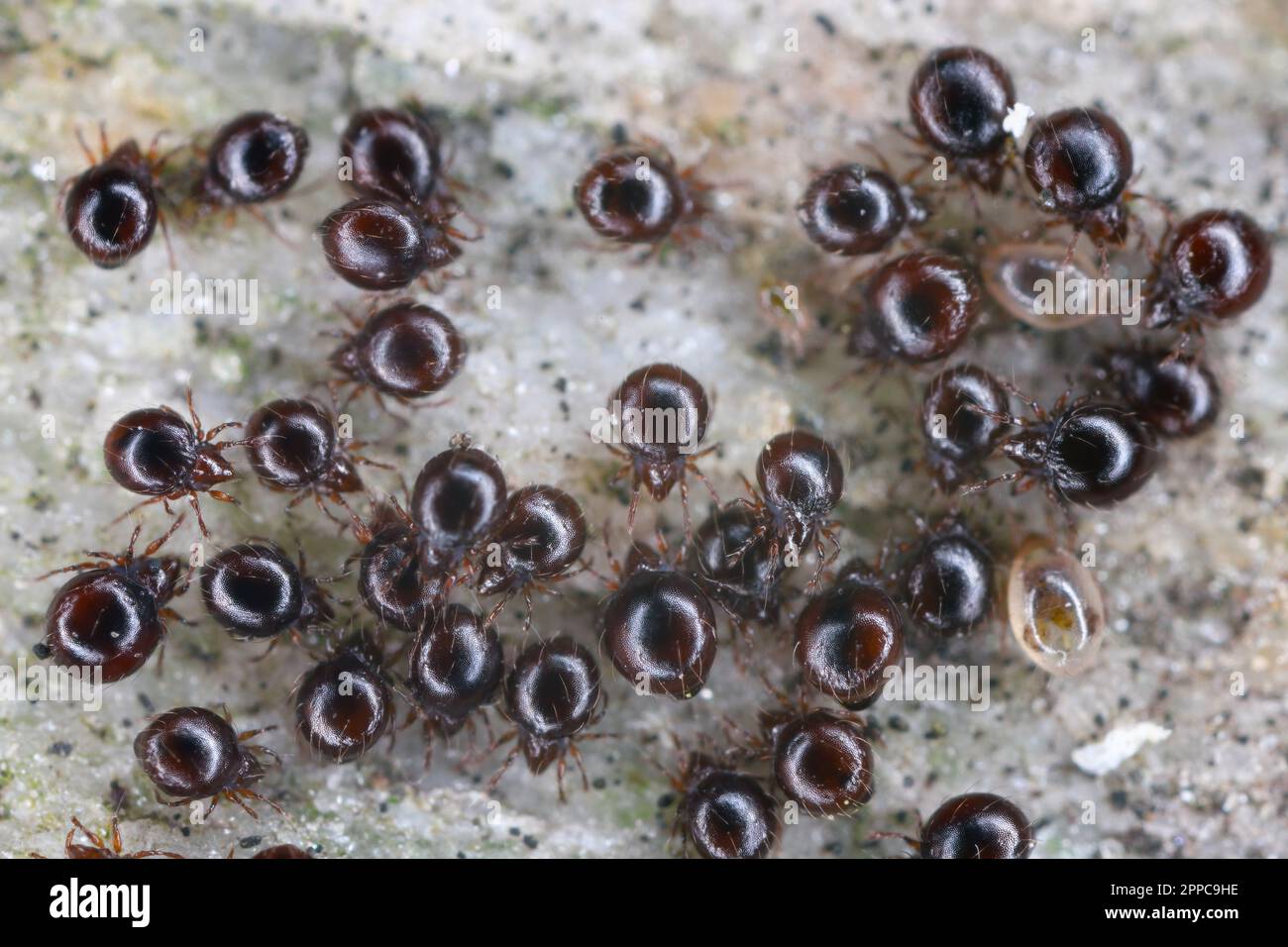 Close up of Beetle Mites also known as oribatid mites. A group of ...