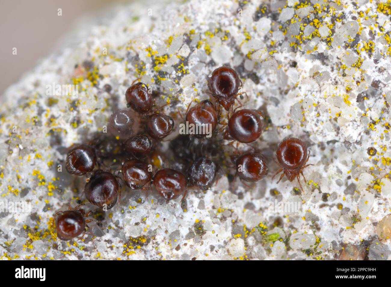 Close up of Beetle Mites also known as oribatid mites. A group of ...